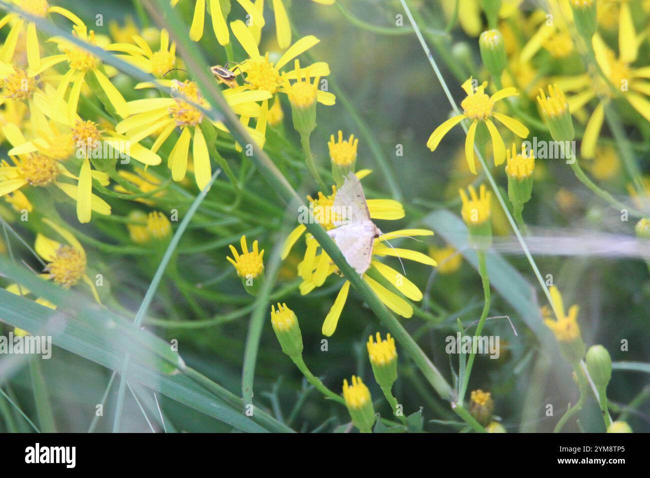 threadleaf groundsel (Senecio flaccidus Stock Photo - Alamy