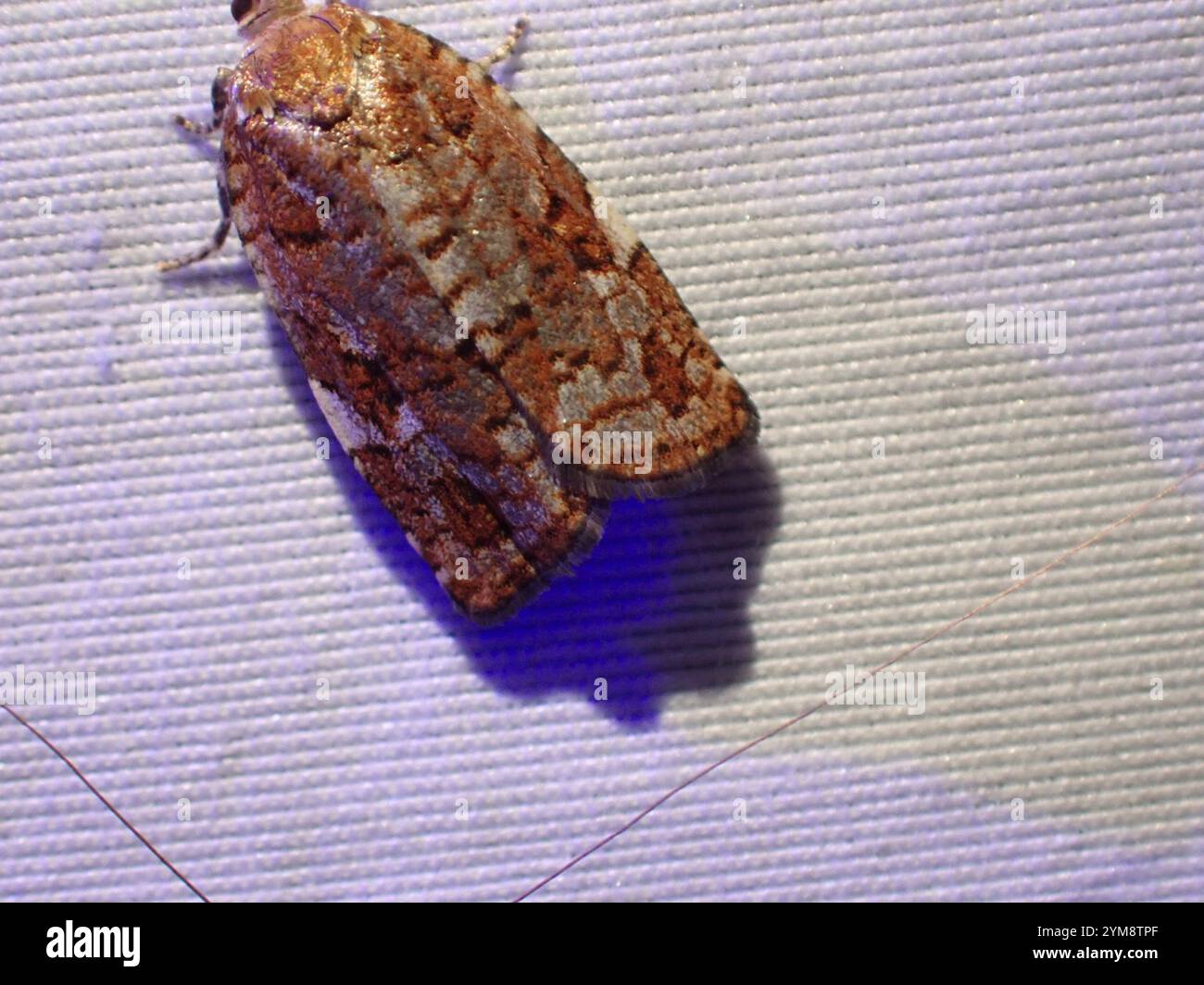 Tortricid Leafroller Moths and Allies (Tortricoidea Stock Photo - Alamy