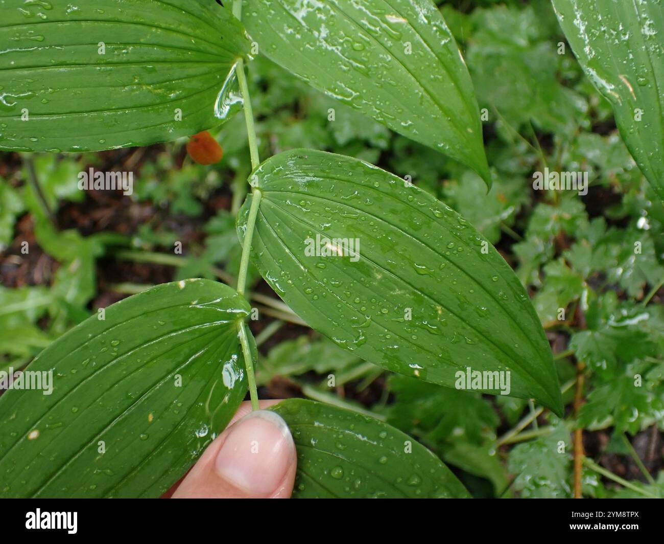 white twisted-stalk (Streptopus amplexifolius Stock Photo - Alamy