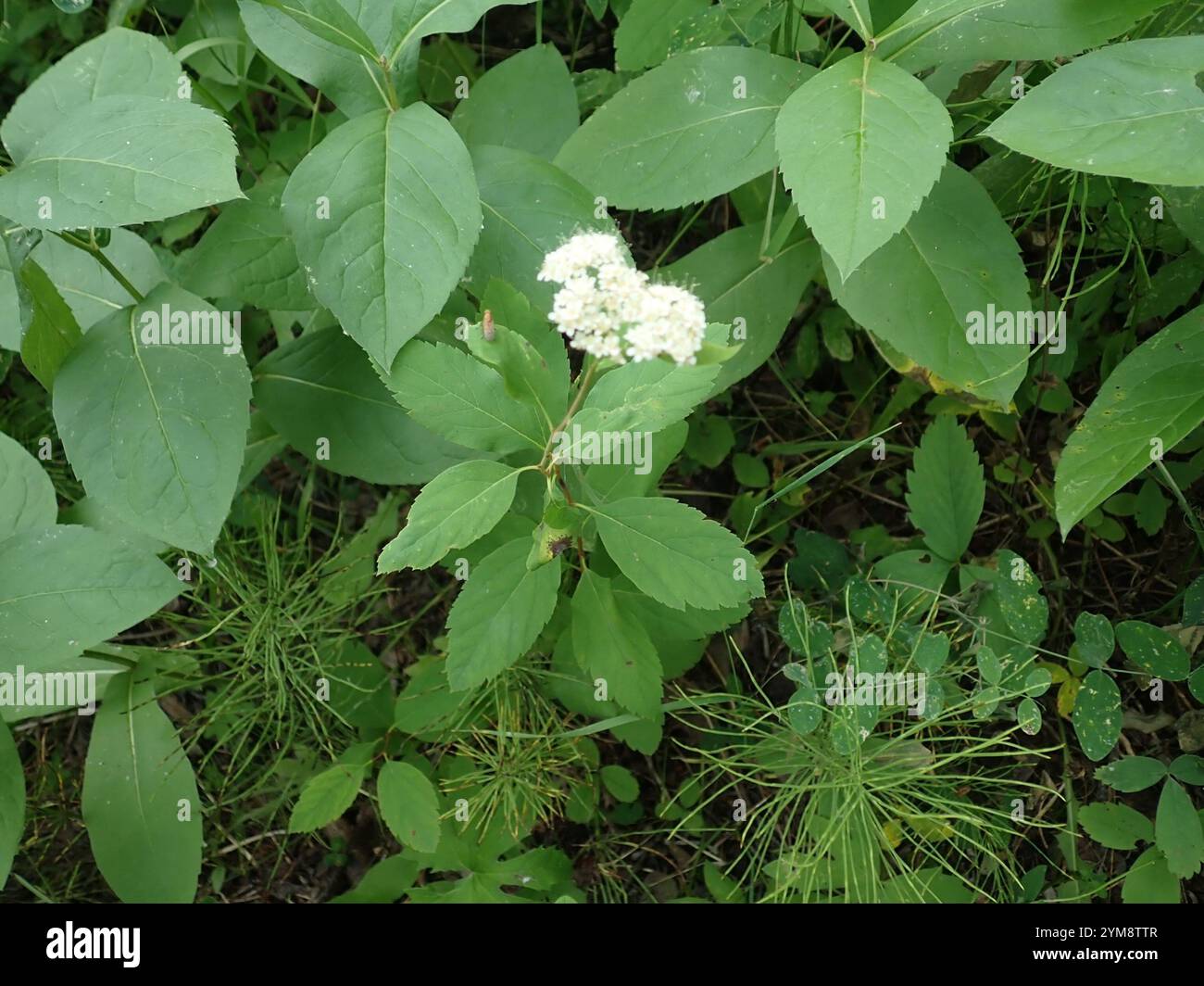 Shinyleaf Meadowsweet (Spiraea lucida Stock Photo - Alamy