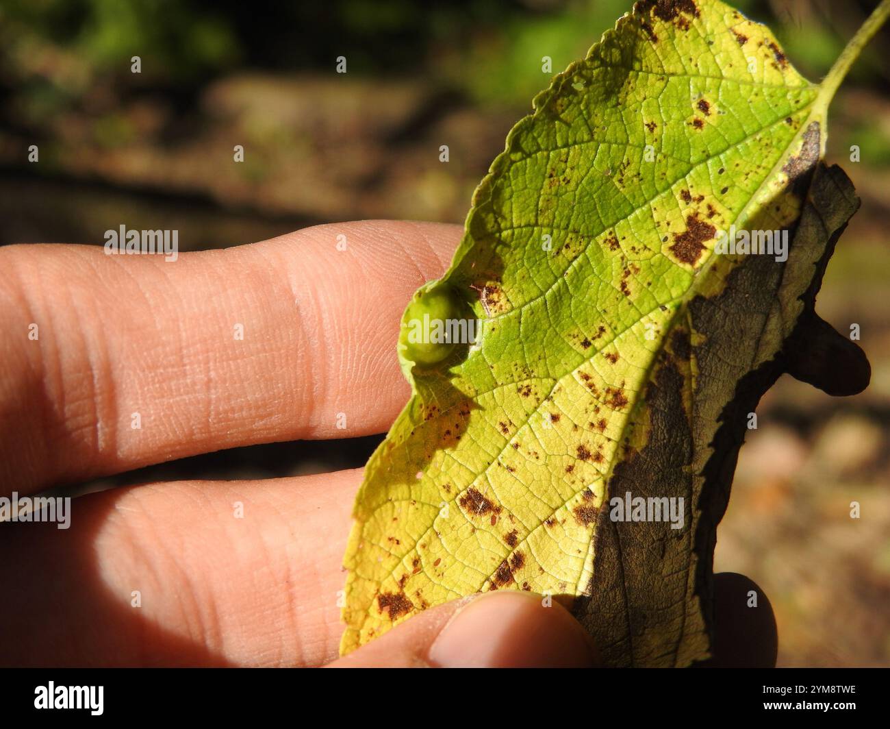 Hackberry Disc Gall Psyllid (Pachypsylla celtidisumbilicus Stock Photo ...