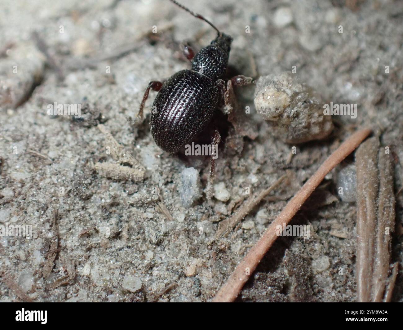 Strawberry Root Weevil (Otiorhynchus ovatus Stock Photo - Alamy