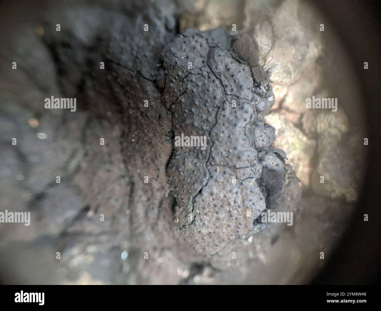 Brittle Cinder (Kretzschmaria deusta Stock Photo - Alamy