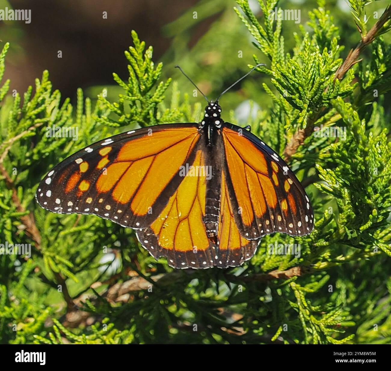 Monarch (Danaus plexippus Stock Photo - Alamy
