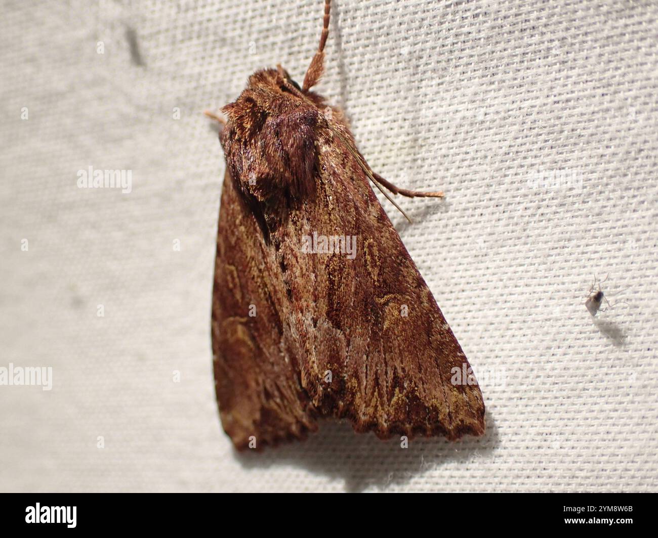 Cutworms and Dart Moths (Noctuinae Stock Photo - Alamy
