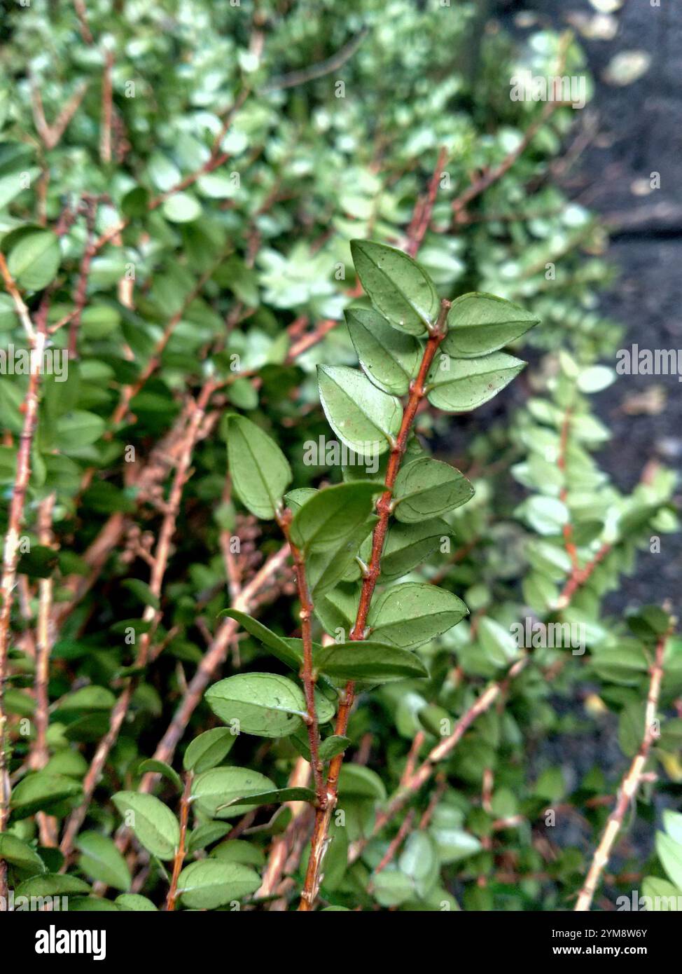 white climbing rātā (Metrosideros diffusa Stock Photo - Alamy