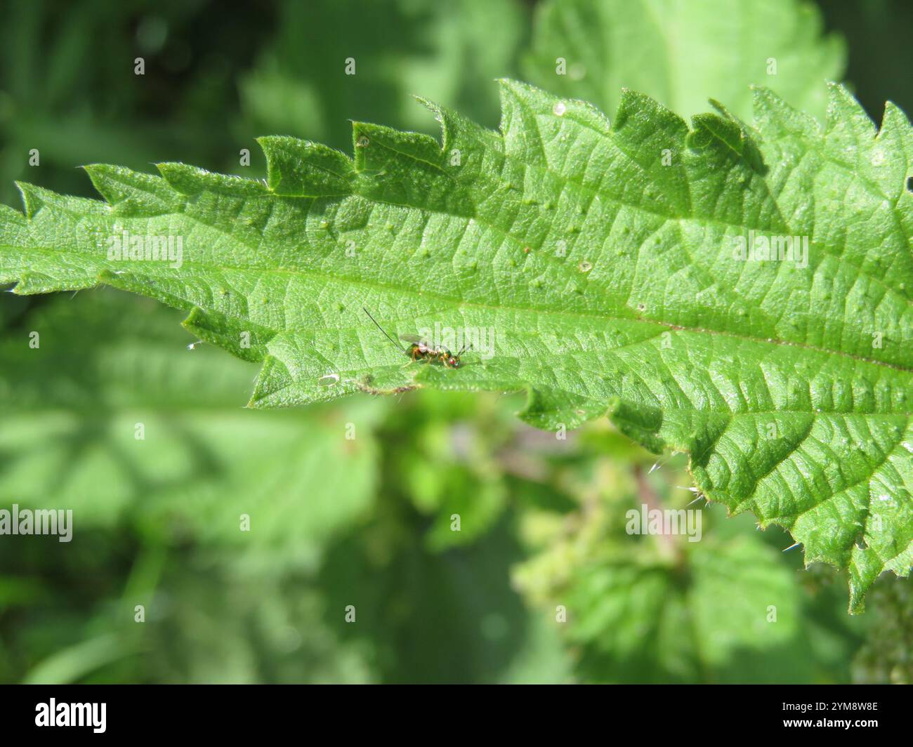 Torymidae hi-res stock photography and images - Alamy