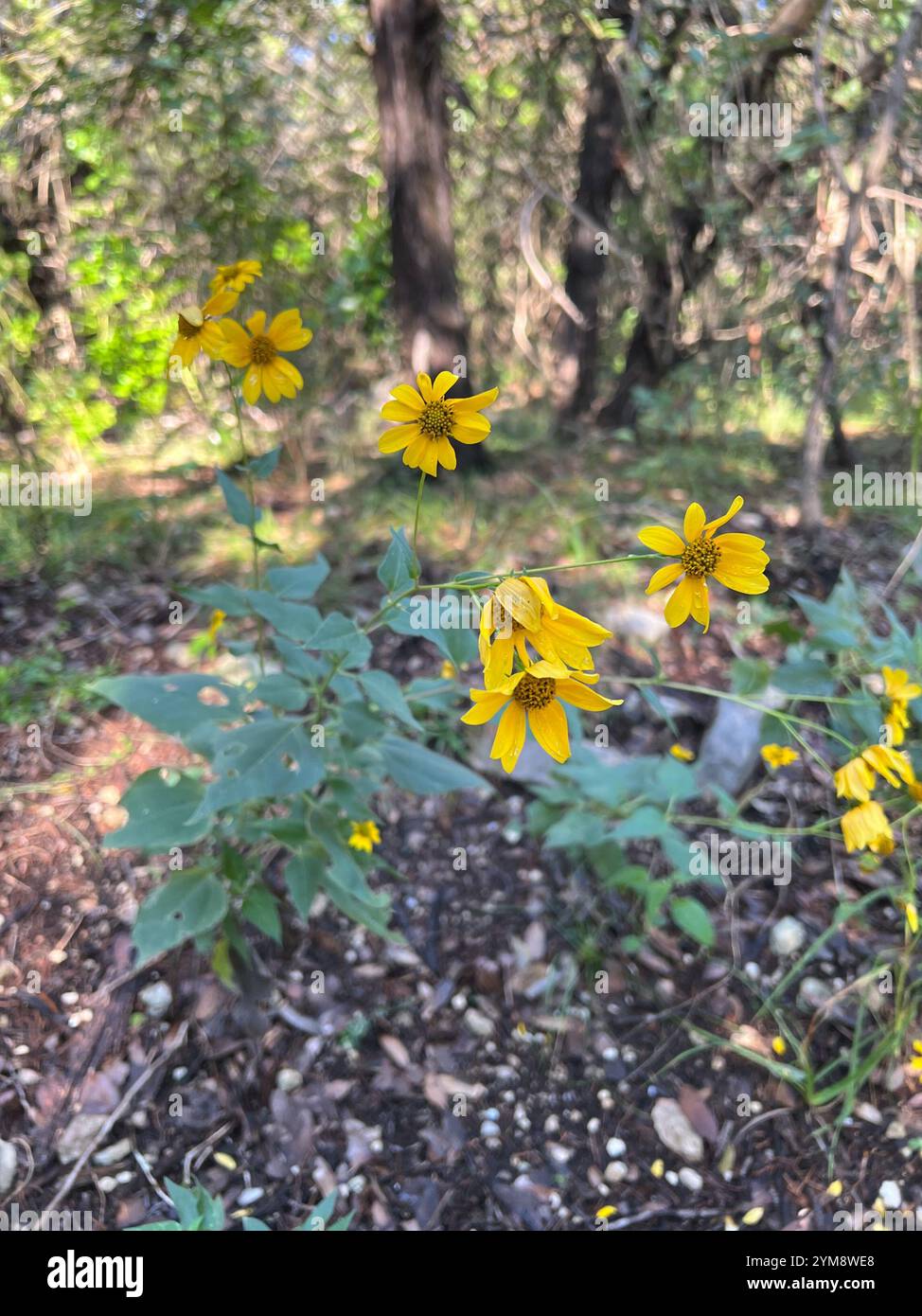 Toothleaf Goldeneye (Viguiera dentata Stock Photo - Alamy