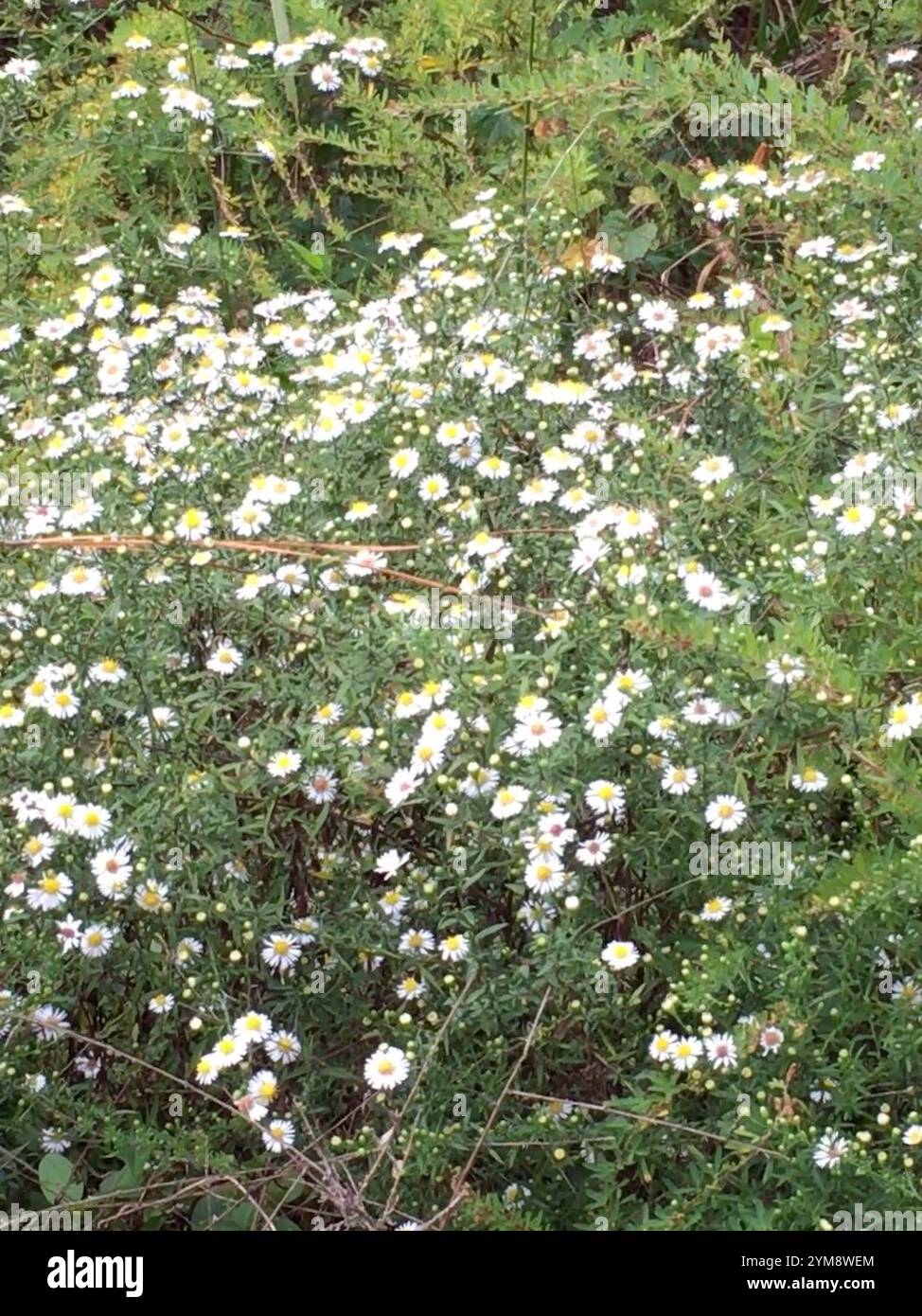 Frost Aster (Symphyotrichum pilosum pilosum Stock Photo - Alamy