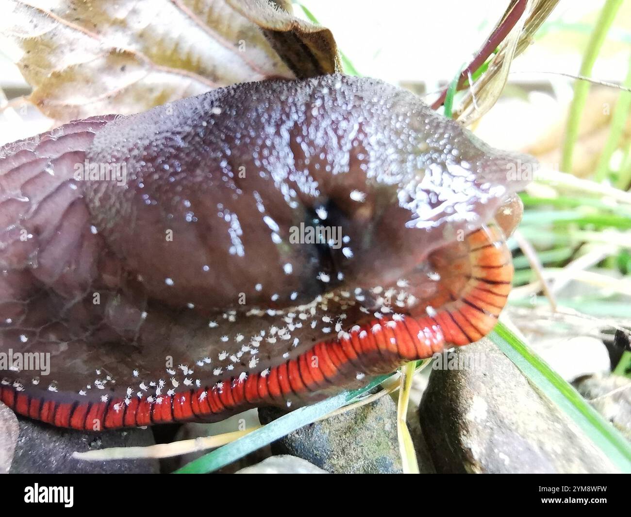 White Slug Mite (Riccardoella oudemansi Stock Photo - Alamy