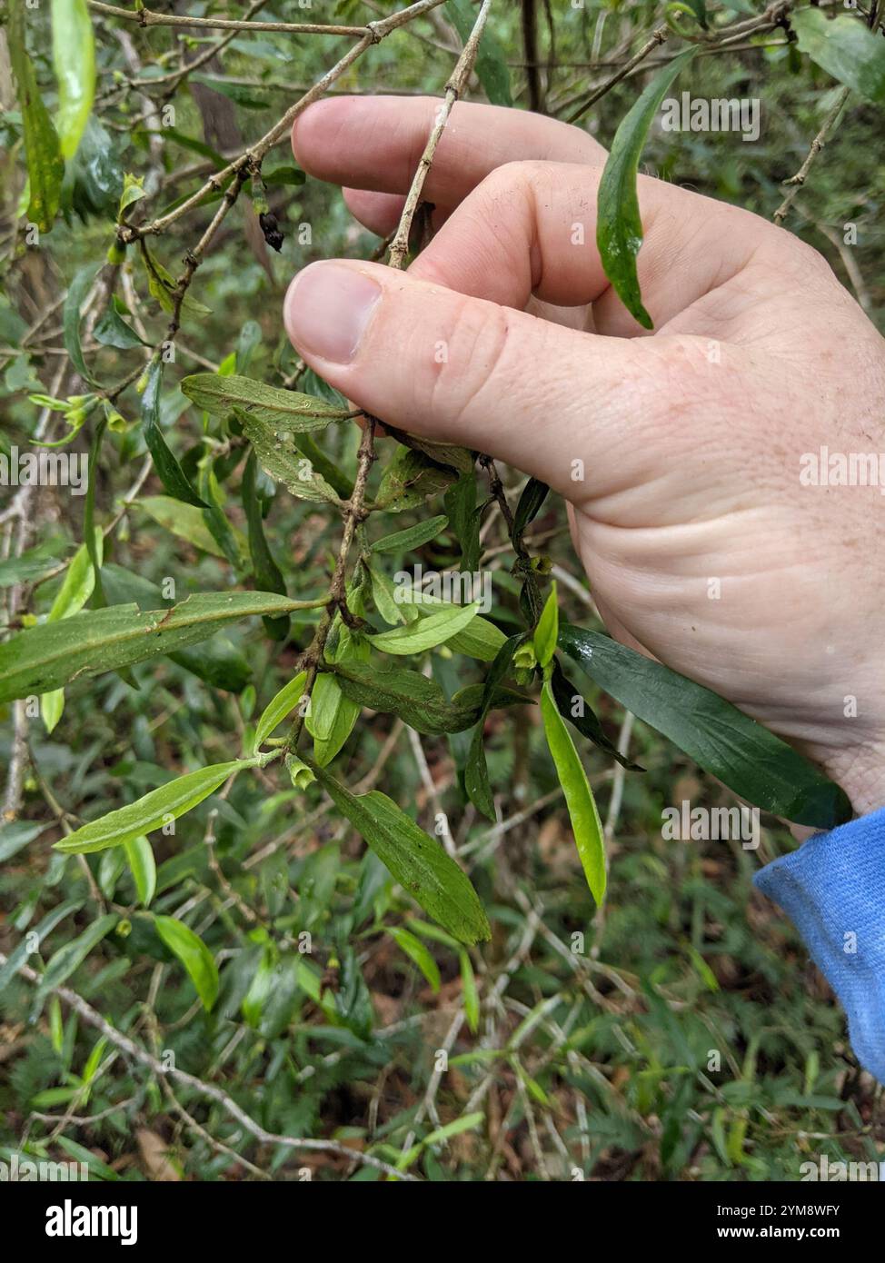 Atractocarpus hi-res stock photography and images - Alamy