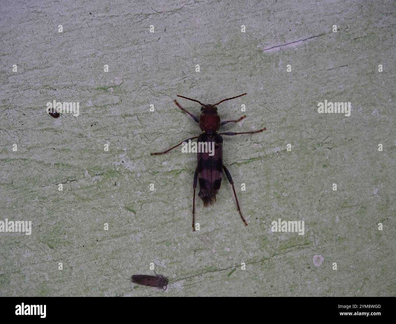 Rustic Borer (Xylotrechus colonus Stock Photo - Alamy
