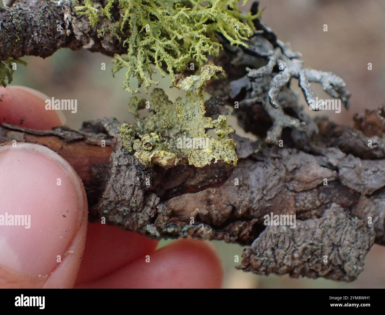 common lichens (Lecanoromycetes Stock Photo - Alamy