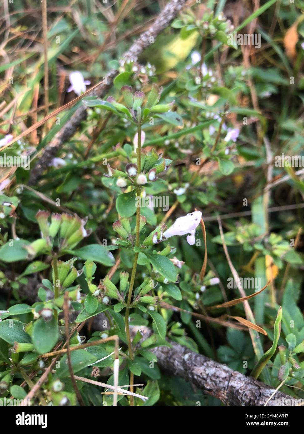 Georgia calamint (Clinopodium carolinianum Stock Photo - Alamy