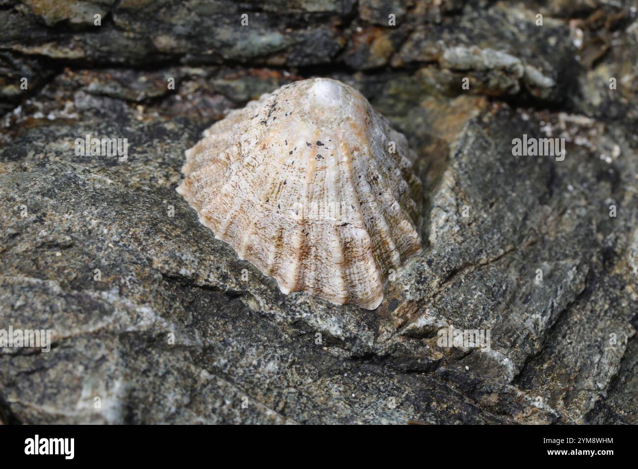 Common European Limpet (Patella vulgata Stock Photo - Alamy