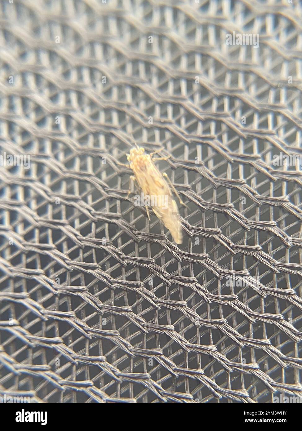 Barklice, Booklice, and Parasitic Lice (Psocodea Stock Photo - Alamy