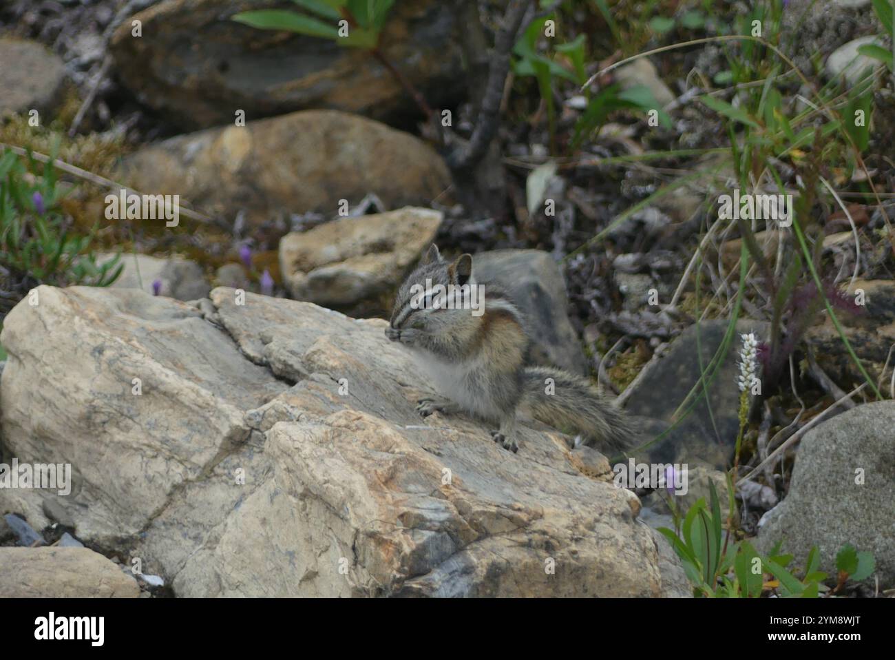 Least Chipmunk (Neotamias minimus Stock Photo - Alamy