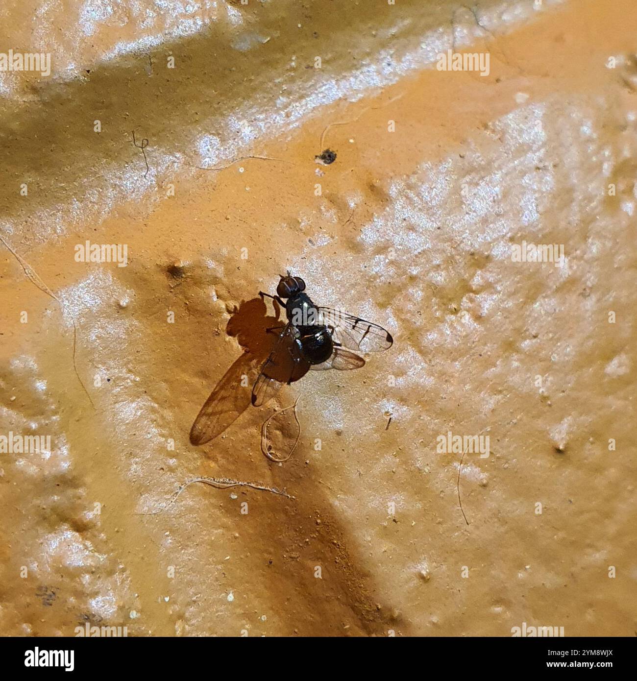 Signal Flies (Platystomatidae Stock Photo - Alamy