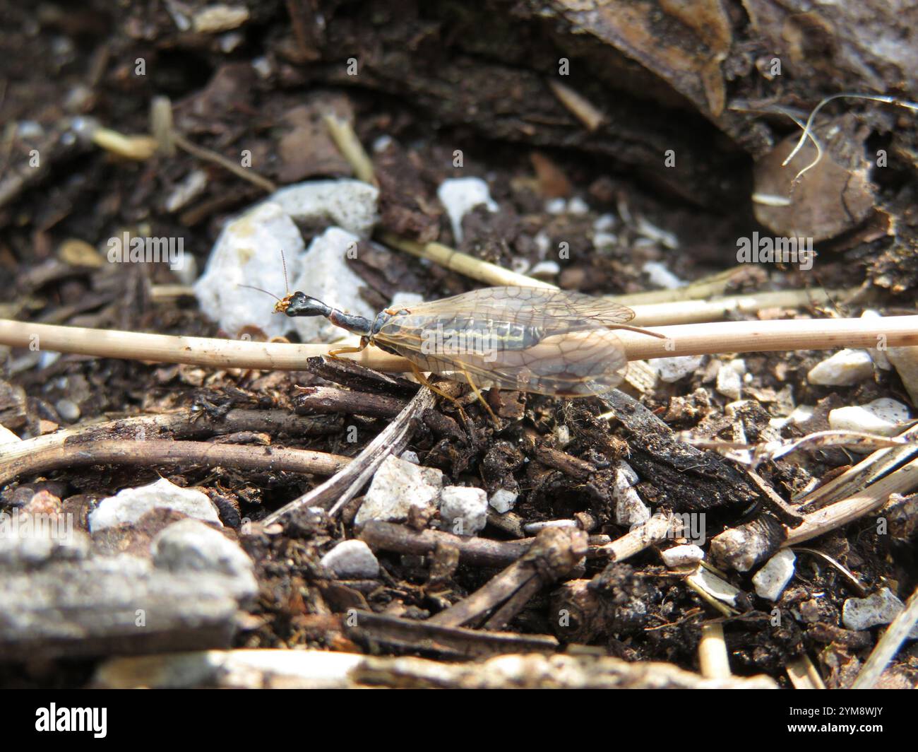 Raphidiidae hi-res stock photography and images - Alamy
