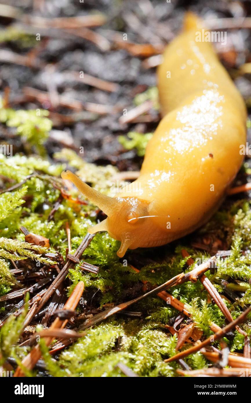 Pacific Banana Slug (Ariolimax columbianus Stock Photo - Alamy