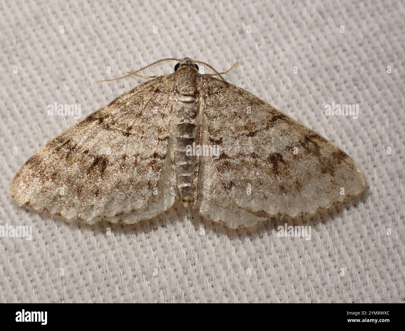 Geometer Moths (Geometridae Stock Photo - Alamy