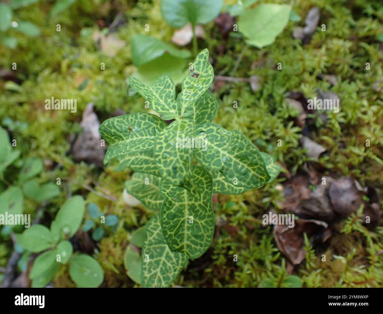 Northern Comandra (Geocaulon lividum Stock Photo - Alamy