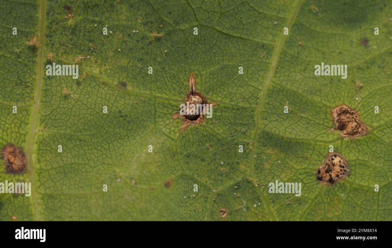 oak flake gall wasp (Neuroterus quercusverrucarum Stock Photo - Alamy