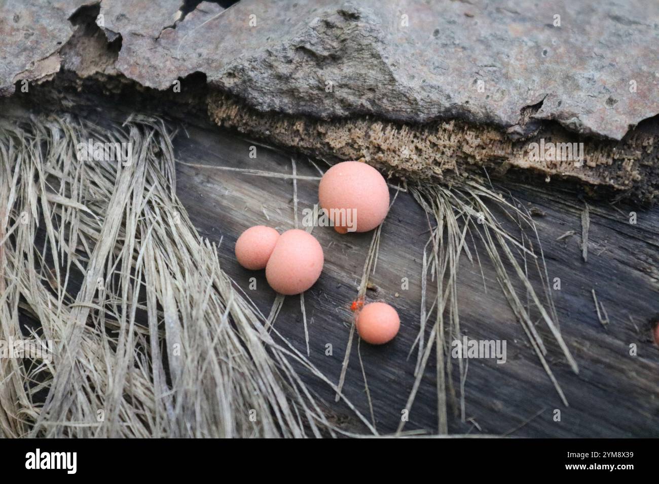 Wolf's Milk (Lycogala epidendrum Stock Photo - Alamy