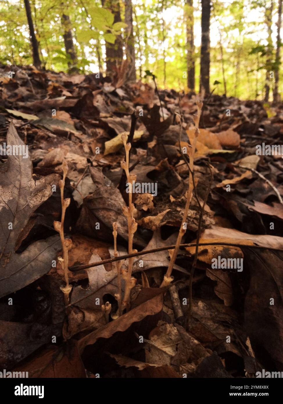 Beechdrops (Epifagus virginiana Stock Photo - Alamy