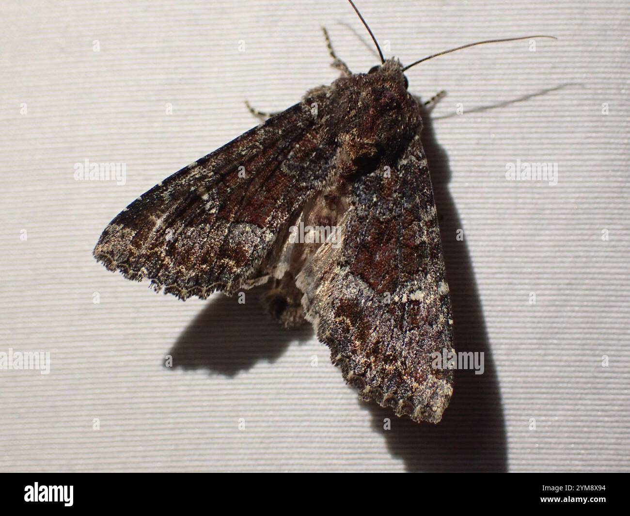 Yellow-headed Cutworm Moth (Apamea amputatrix Stock Photo - Alamy