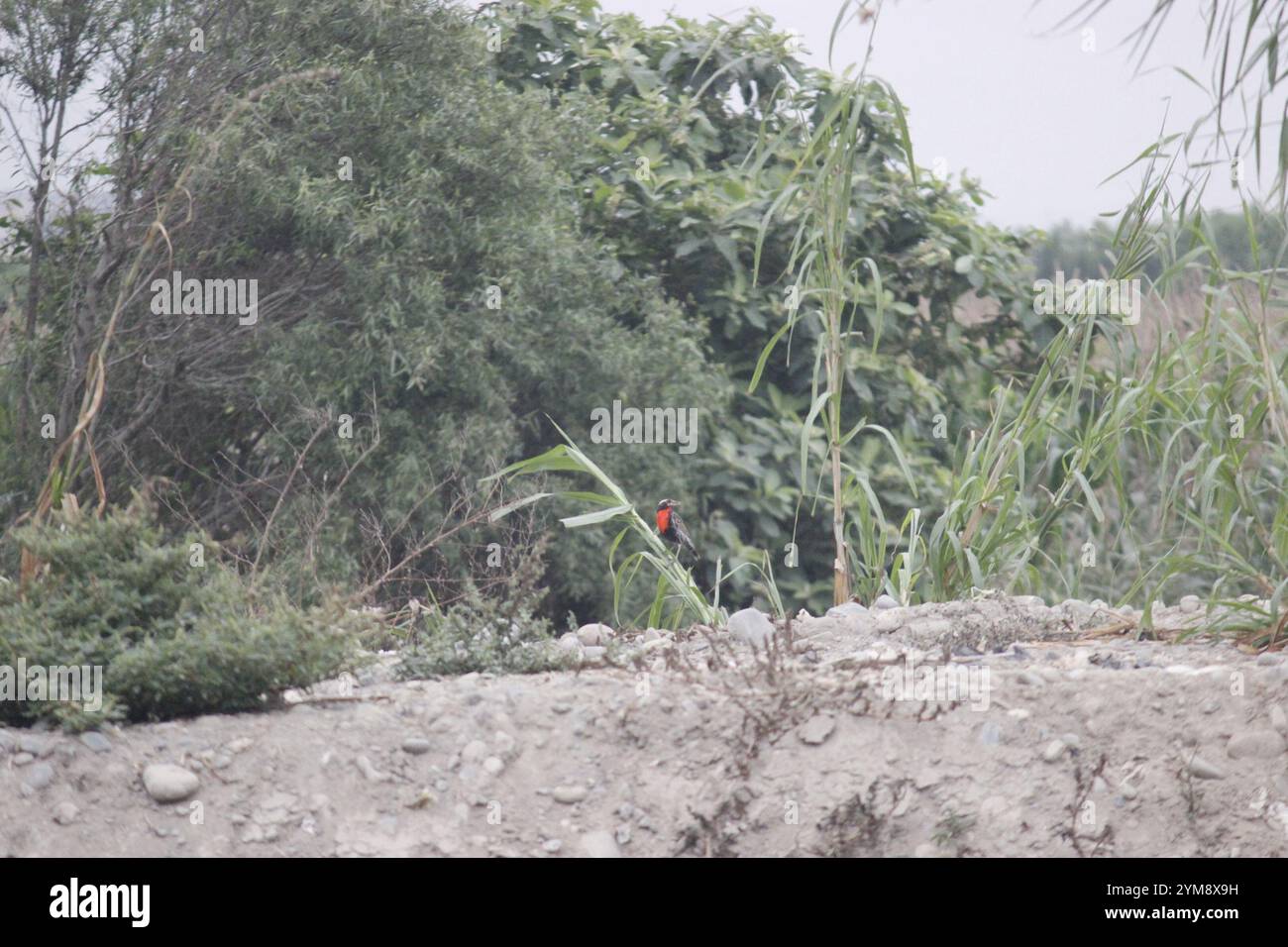 Peruvian meadowlark leistes bellicosus hi-res stock photography and ...