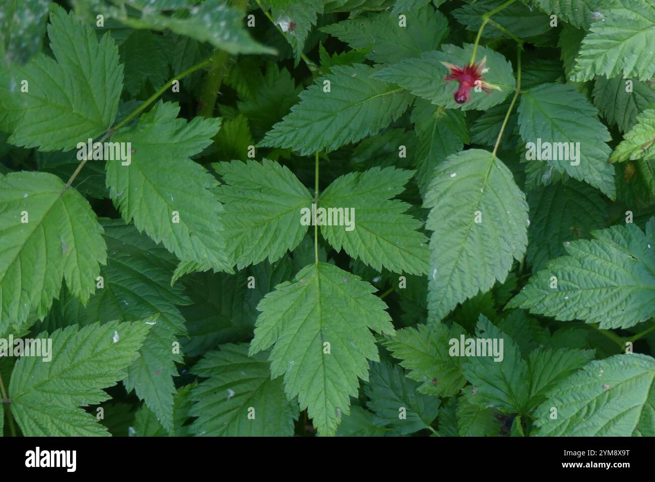 Salmonberry (Rubus spectabilis Stock Photo - Alamy