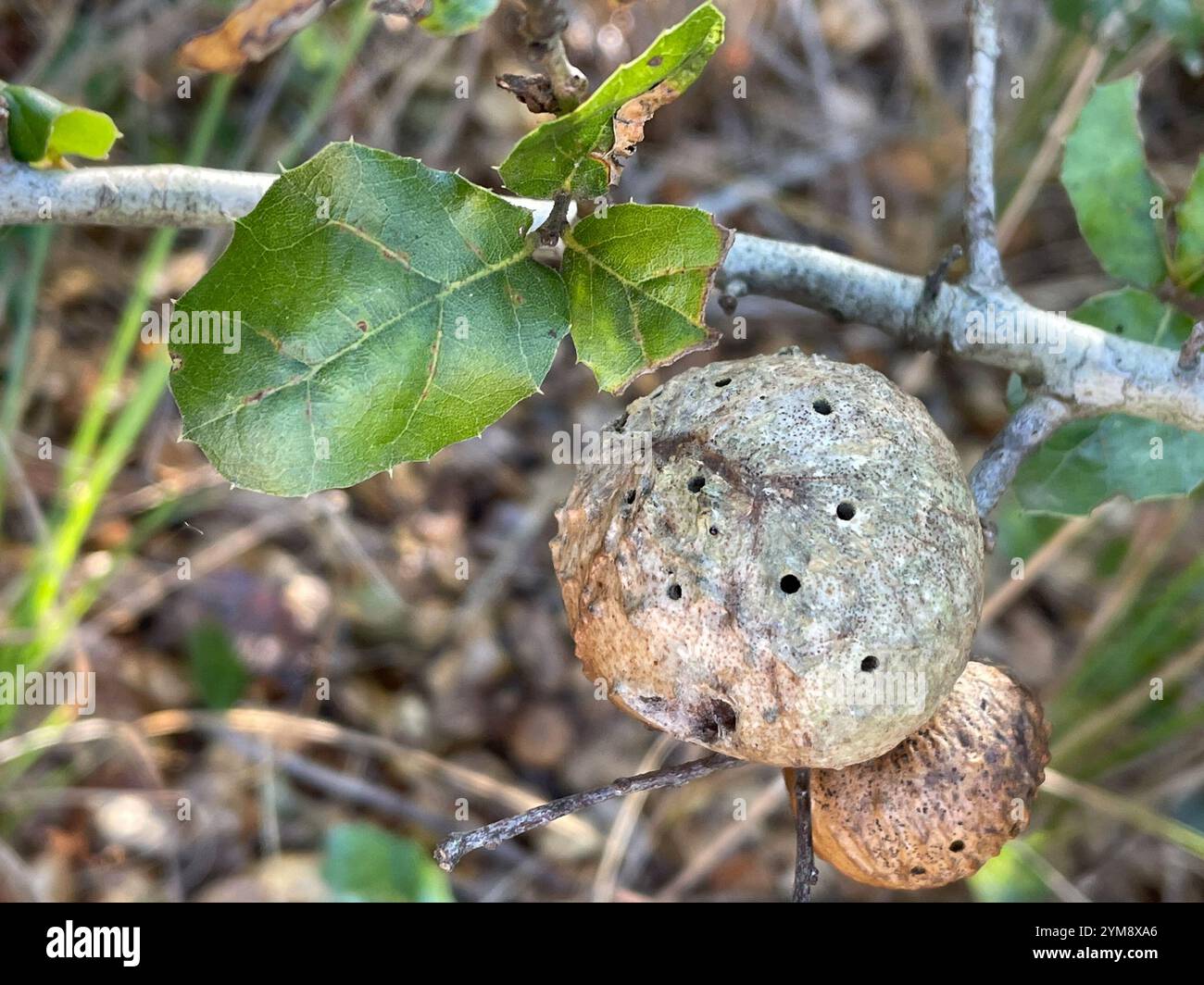 Live Oak Apple Gall Wasp (Amphibolips quercuspomiformis Stock Photo - Alamy