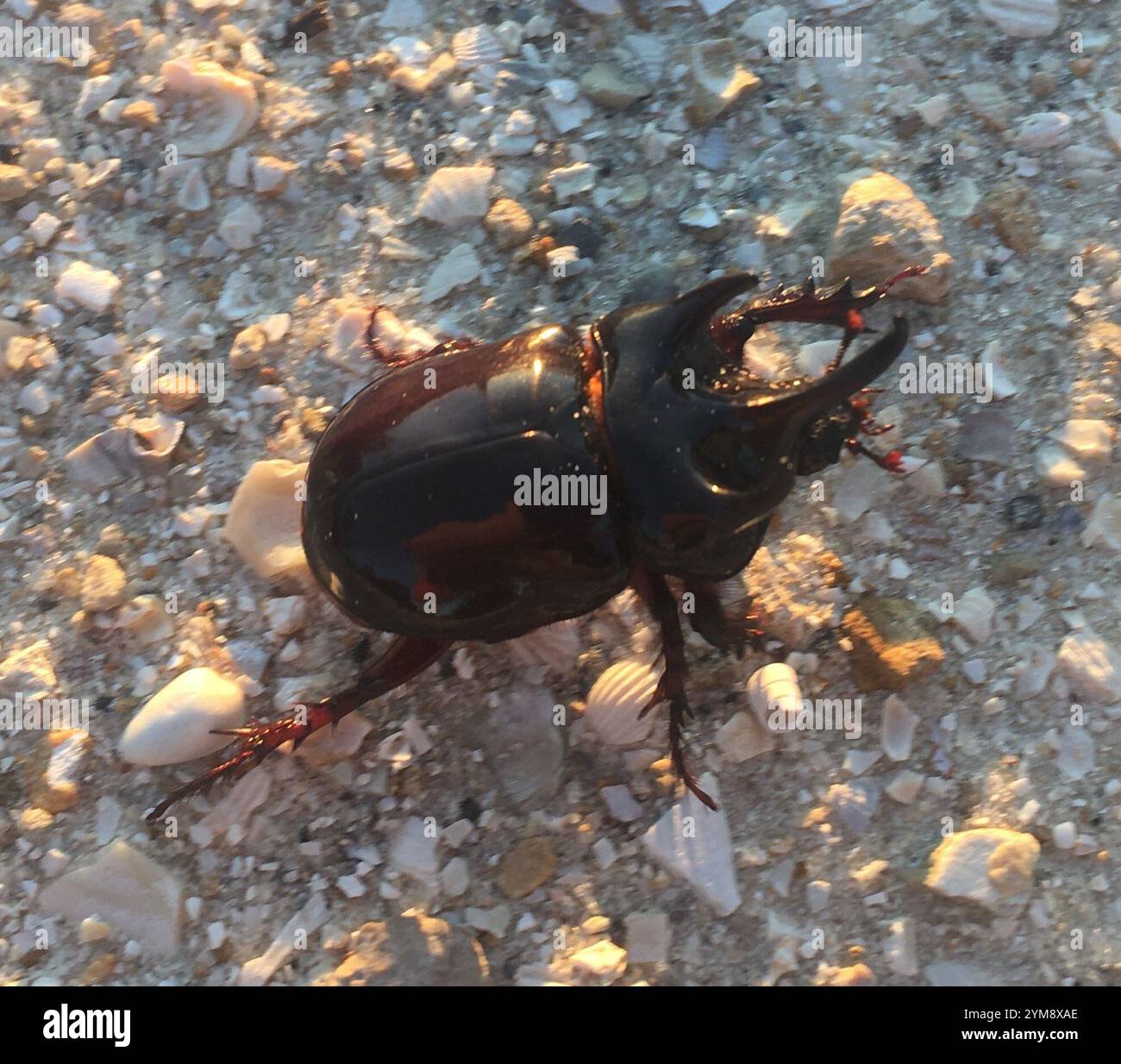 Smooth Ox Beetle (Strategus antaeus Stock Photo - Alamy