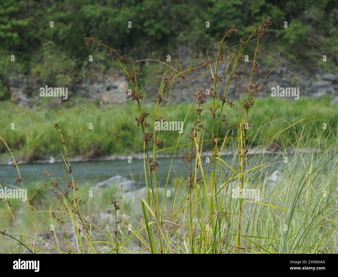 (Cladium mariscus mariscus Stock Photo - Alamy