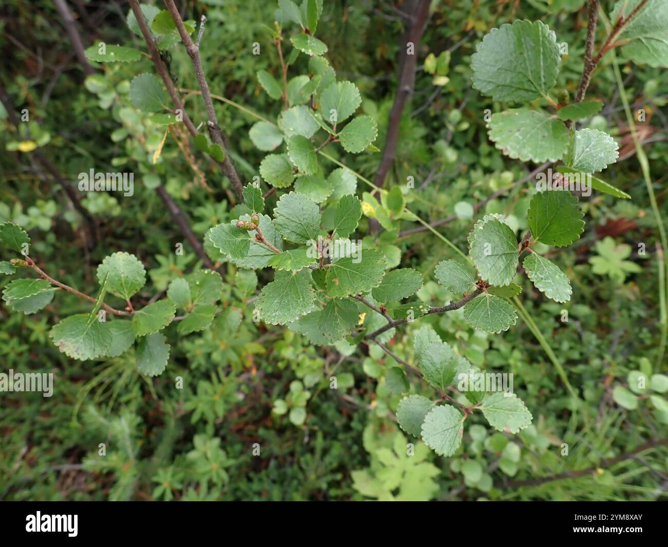dwarf resin birch (Betula glandulosa Stock Photo - Alamy