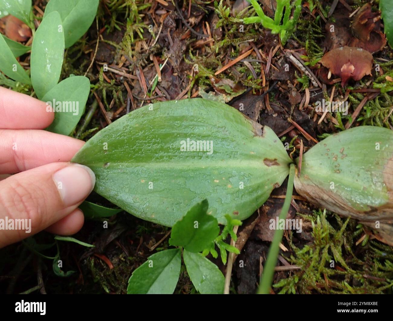 Round-leaved Bog Orchid (Platanthera orbiculata Stock Photo - Alamy