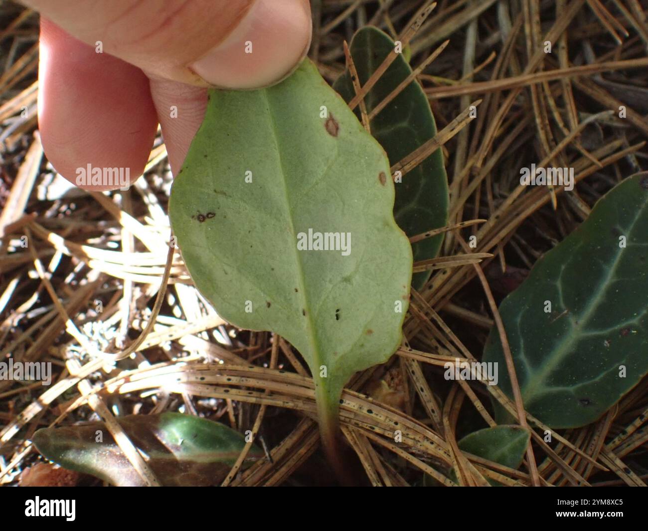 white-veined wintergreen (Pyrola picta Stock Photo - Alamy