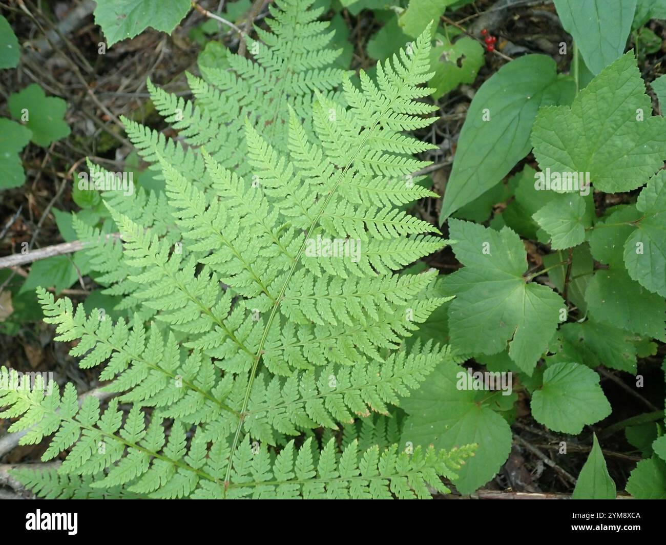 spreading wood fern (Dryopteris expansa Stock Photo - Alamy