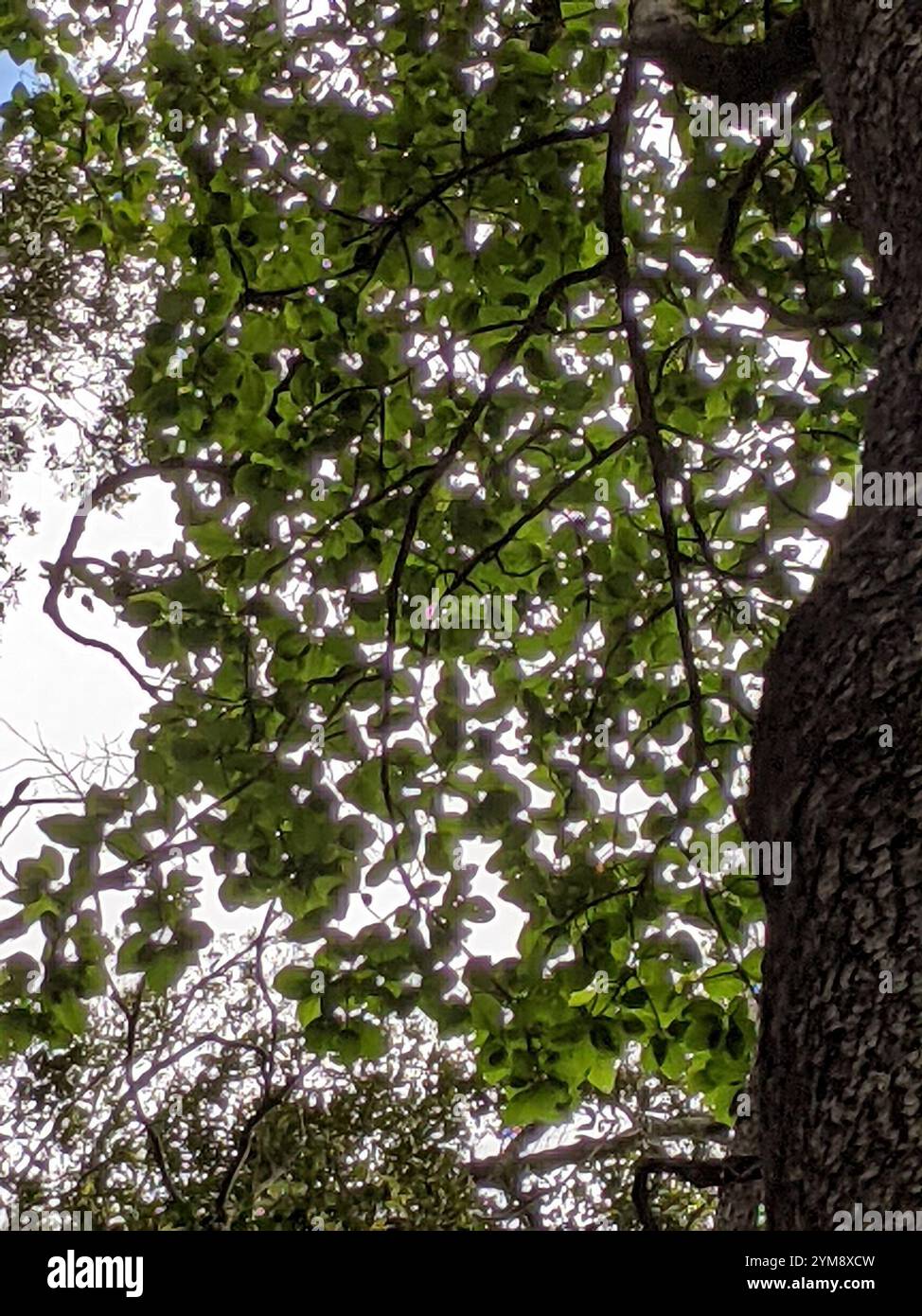 Gmelina leichhardtii hi-res stock photography and images - Alamy