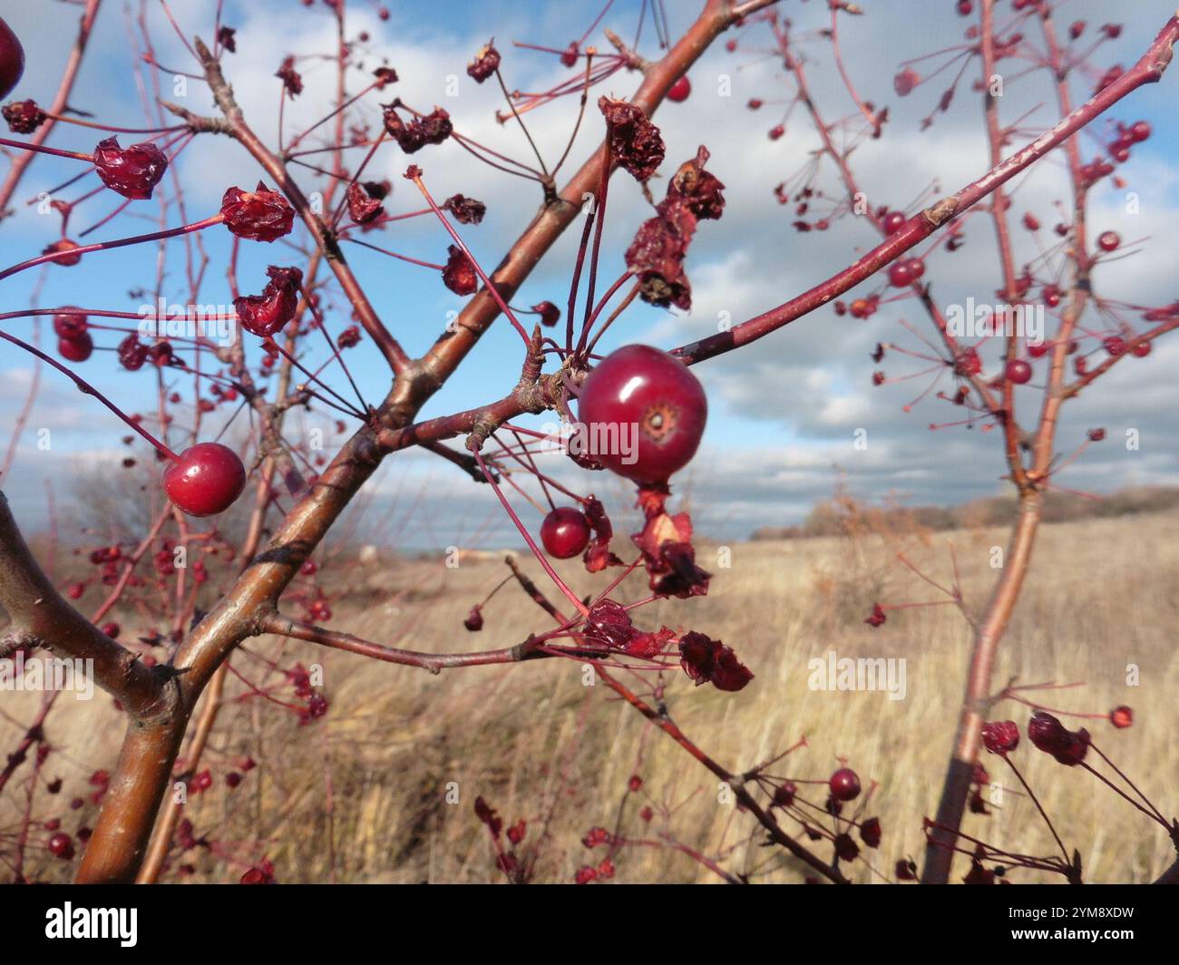Siberian crabapple (Malus baccata Stock Photo - Alamy