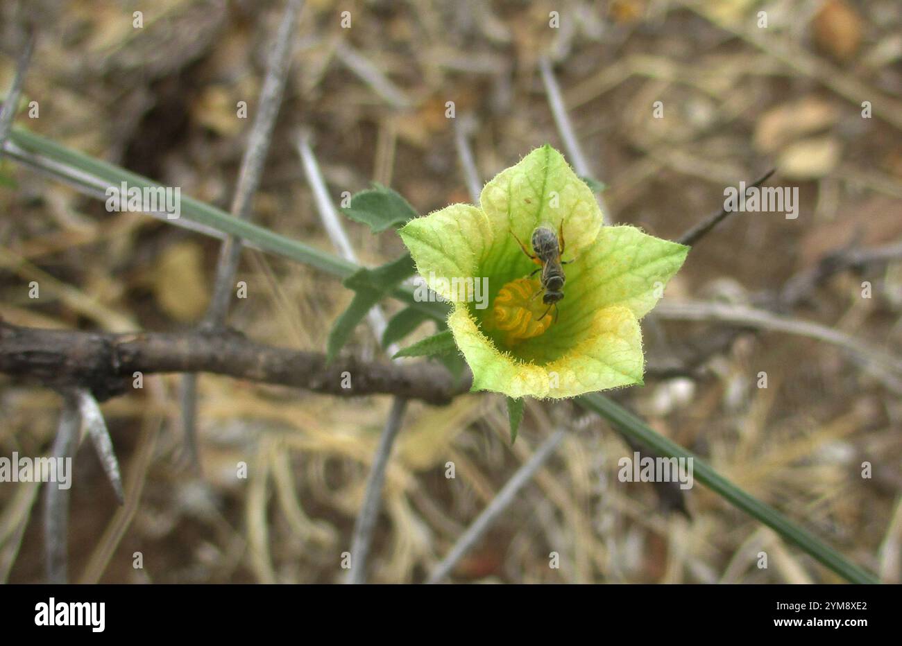 Cucumber Bushpumpkin (Coccinia rehmannii Stock Photo - Alamy