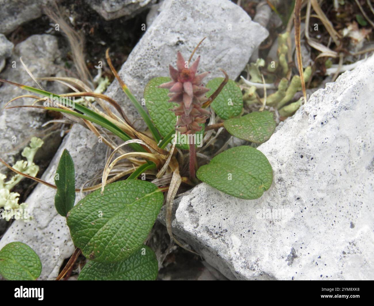Net-leaved Willow (Salix reticulata Stock Photo - Alamy