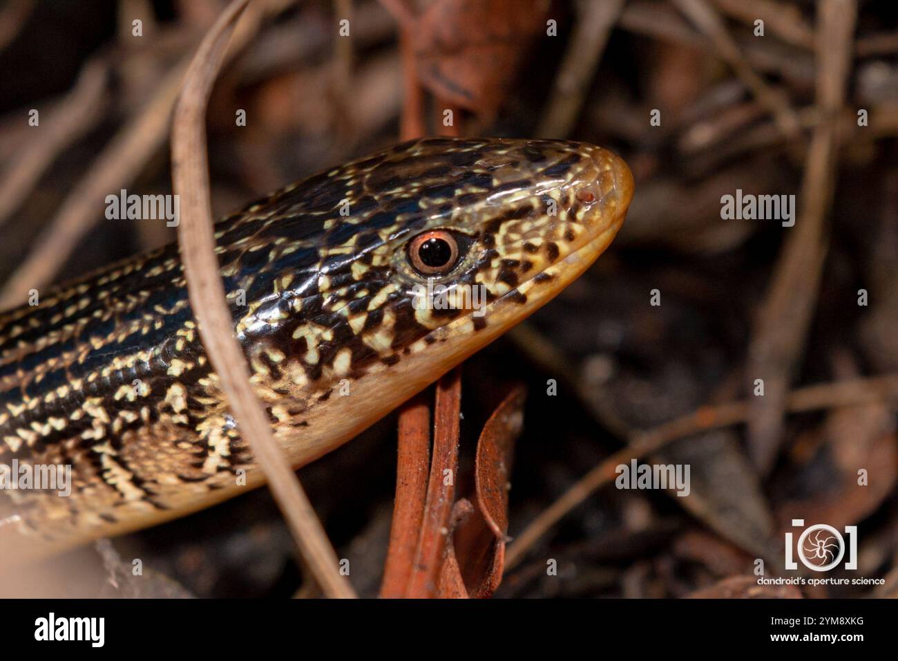 Eastern Glass Lizard (Ophisaurus ventralis Stock Photo - Alamy