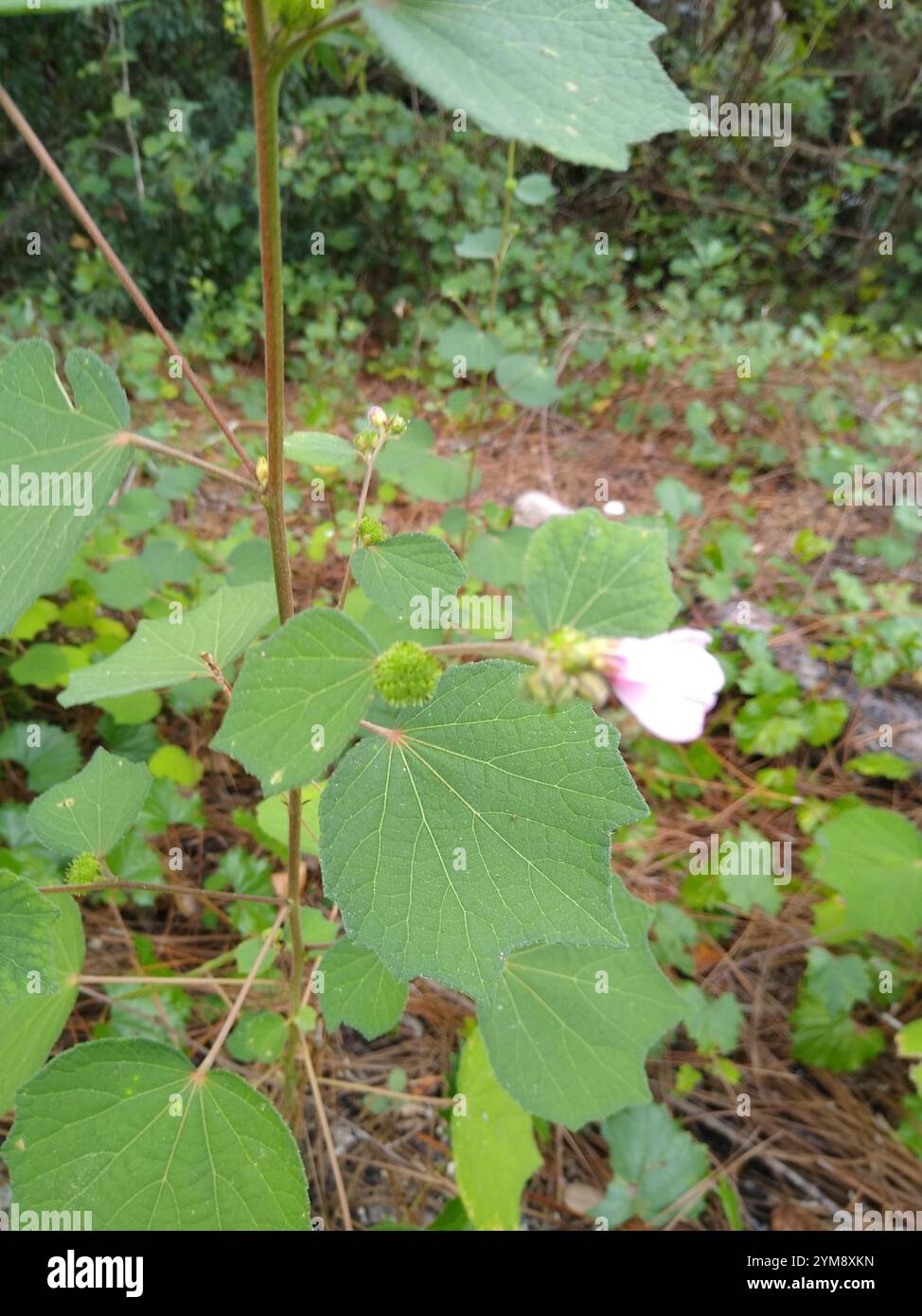 Caesar weed (Urena lobata Stock Photo - Alamy