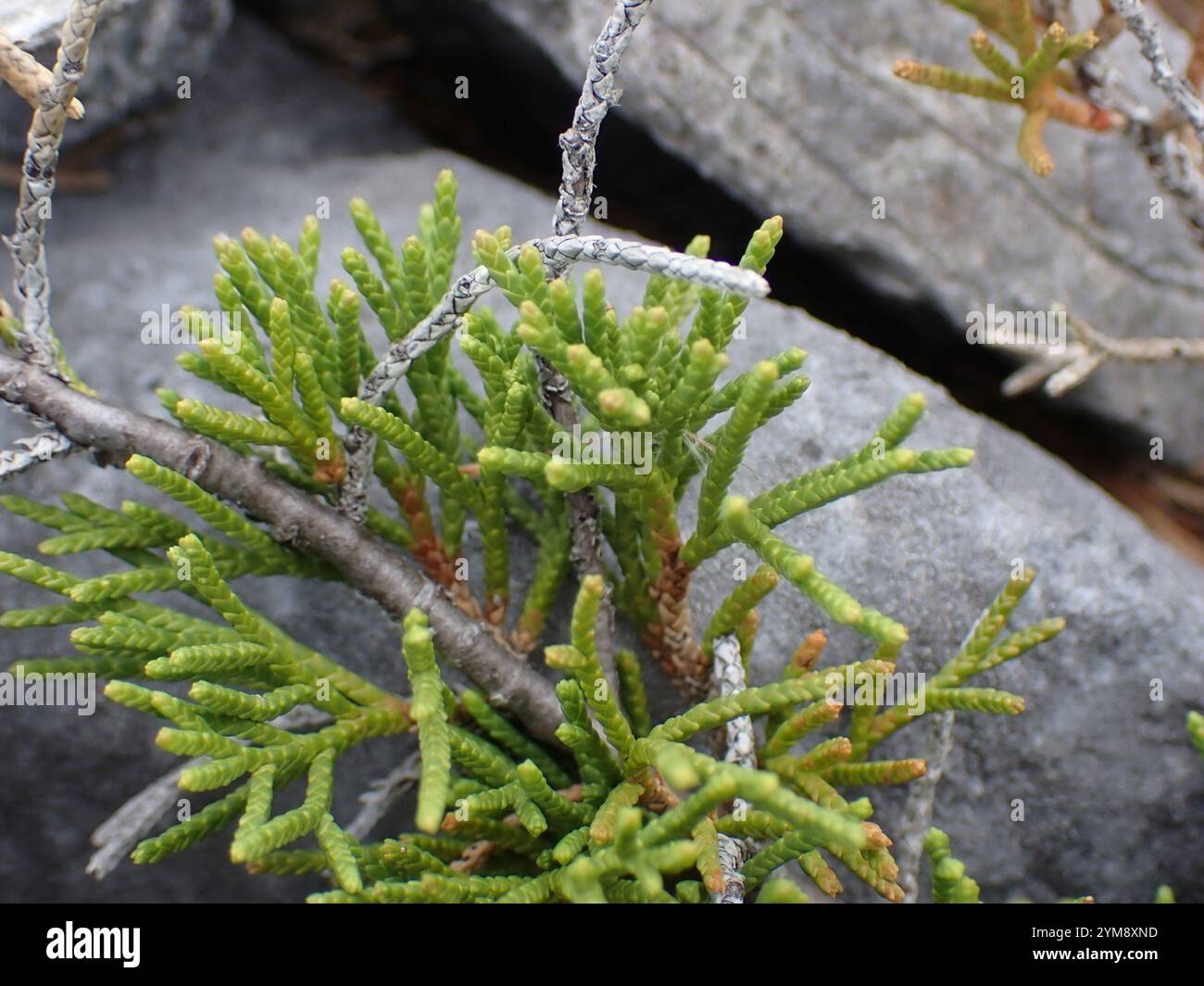 creeping juniper (Juniperus horizontalis Stock Photo - Alamy