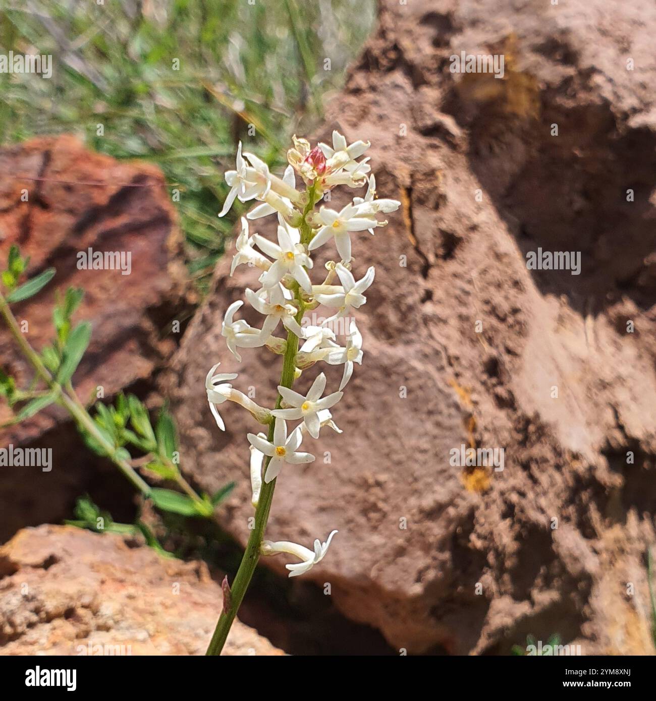 Creamy Candles (Stackhousia monogyna Stock Photo - Alamy