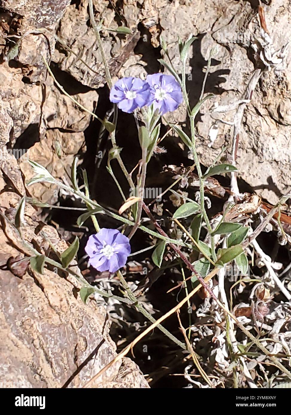 tropical speedwell (Evolvulus alsinoides Stock Photo - Alamy