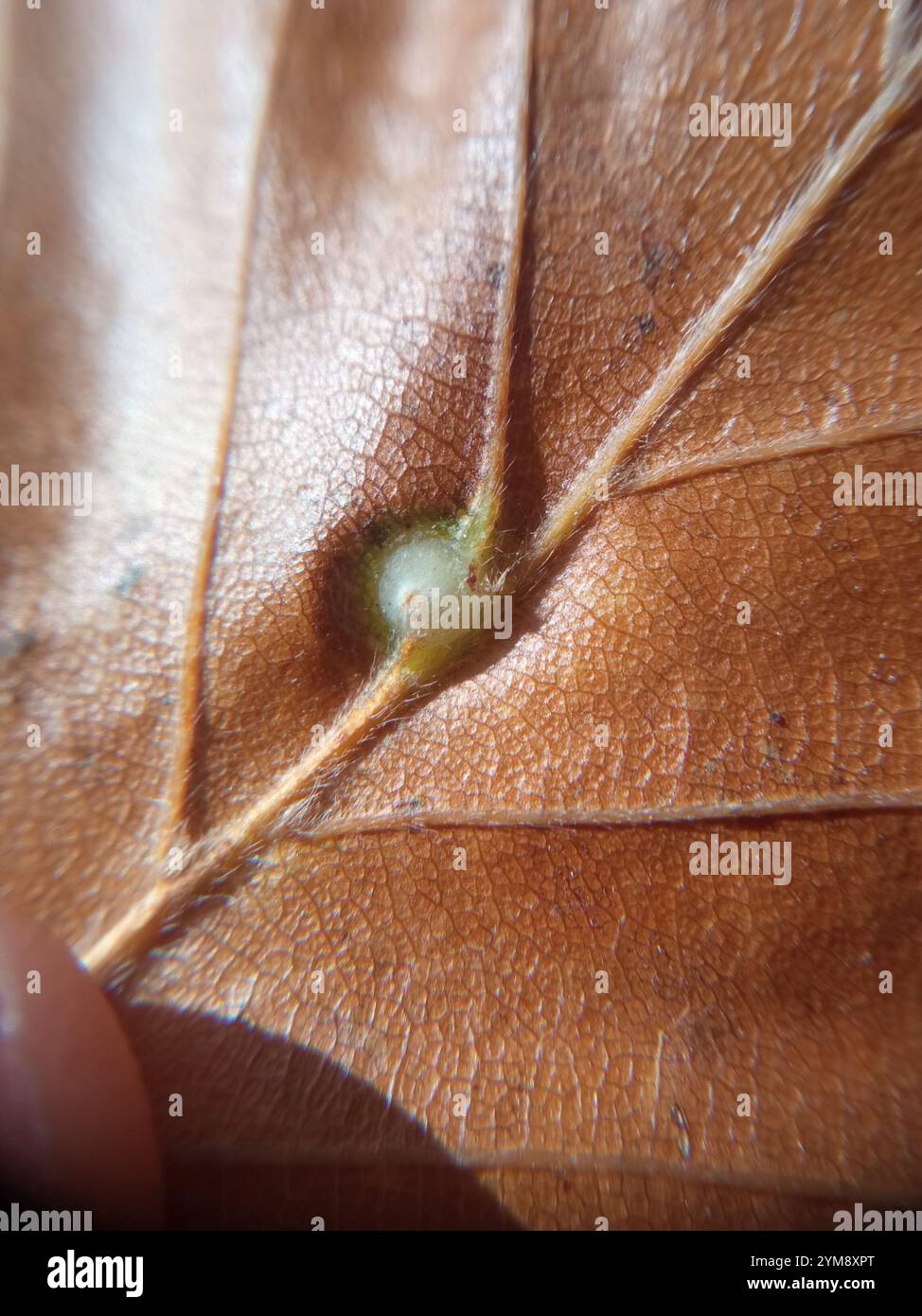 Beech Gall Midge (Mikiola fagi Stock Photo - Alamy