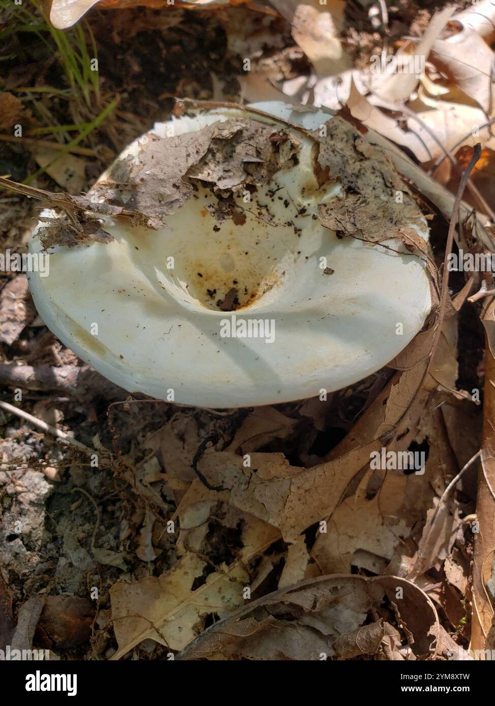 Short stemmed russula hi-res stock photography and images - Alamy